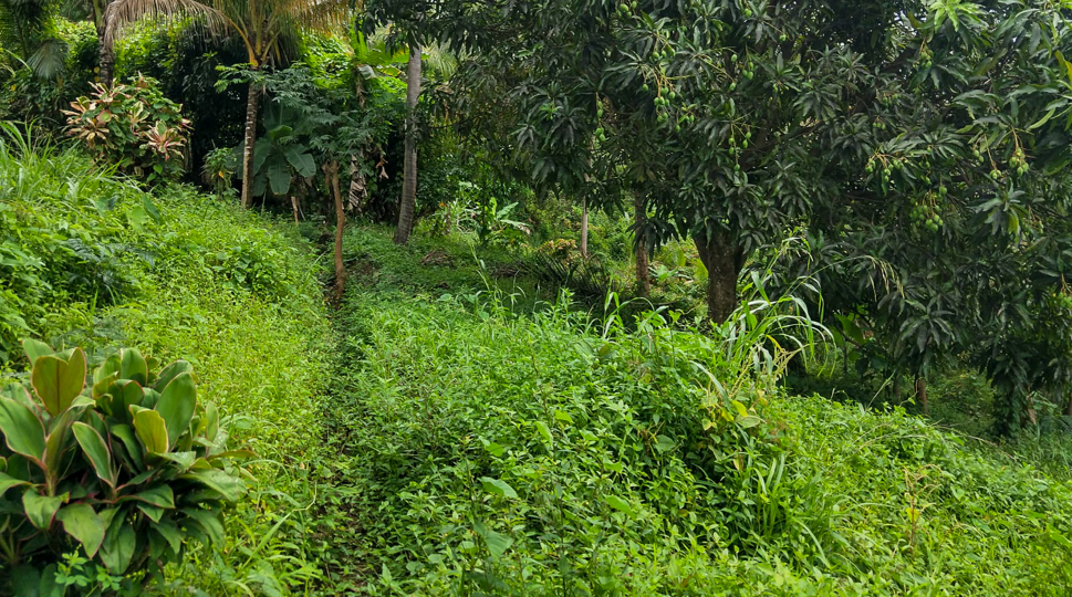 Land For Sale in Grenada | Real Property Grenada