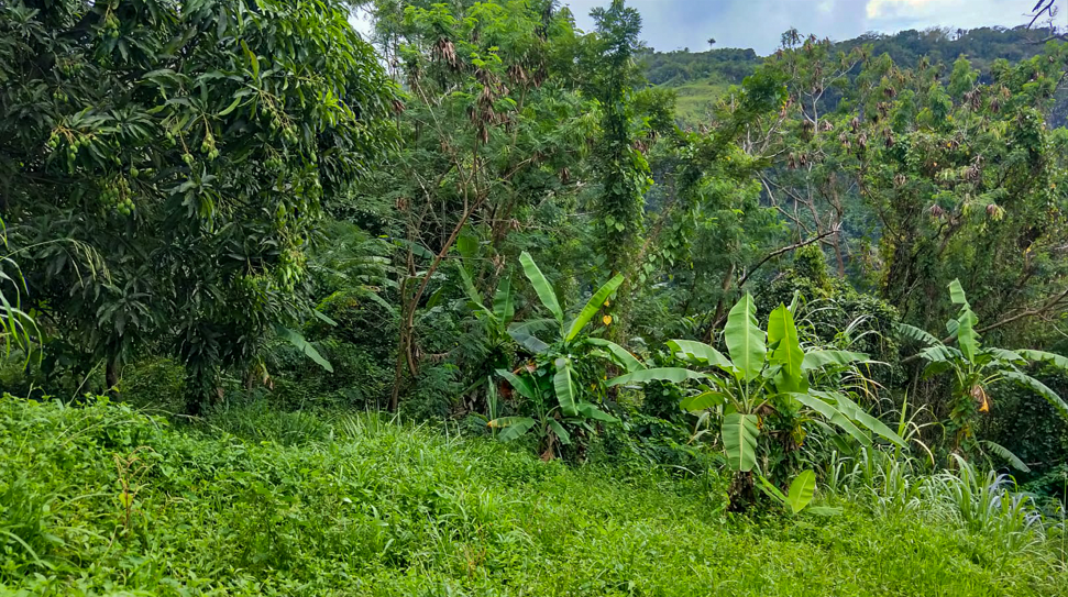 Land For Sale in Grenada | Real Property Grenada