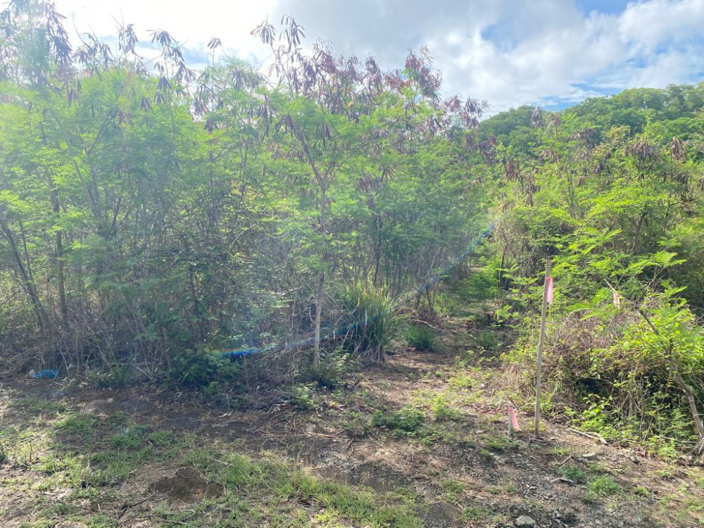 Land For Sale in Grenada | Real Property Grenada